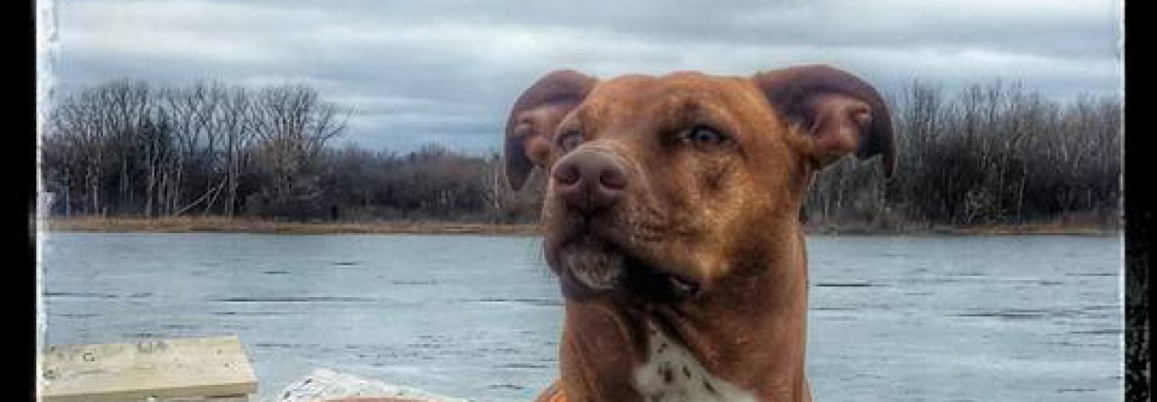 Emie’s Story – KetoPoweredK9.com